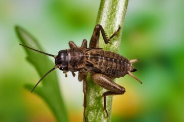Insects play important roles in ecosystems • Earth.com
