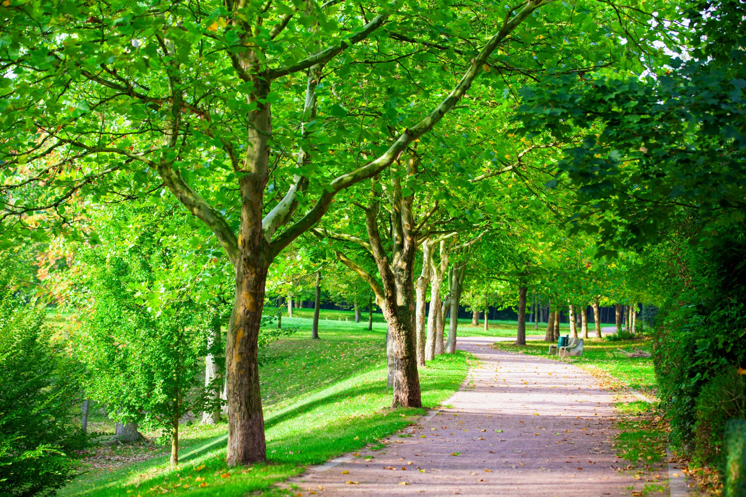 Walkable neighborhoods help reduce cardiovascular risk - Earth.com