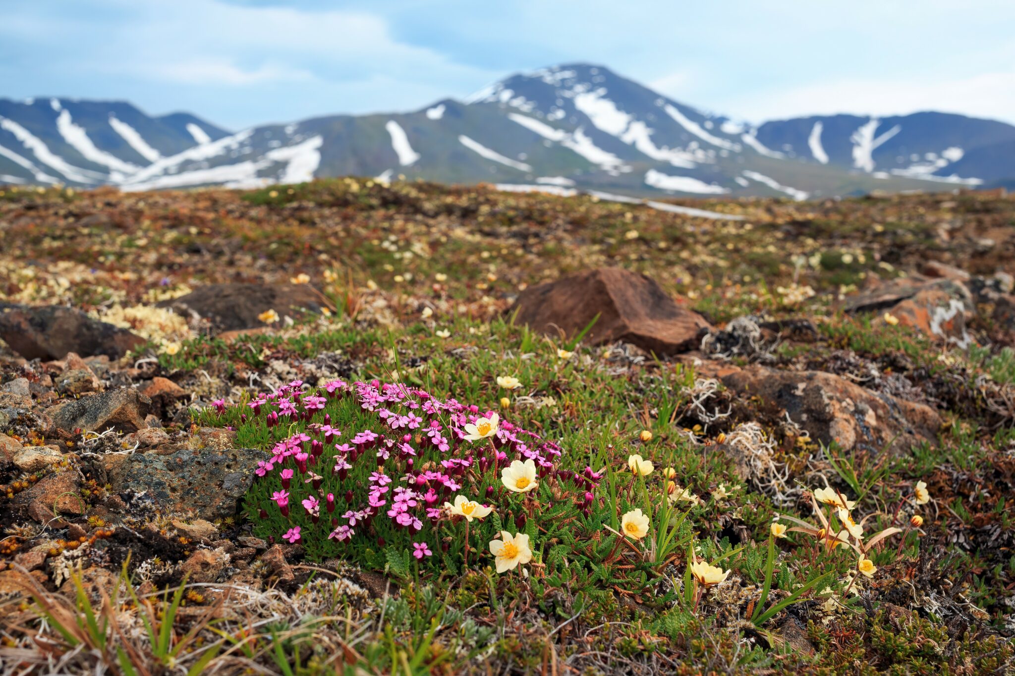 Vegetation is a key driver of energy flux in the Arctic • Earth.com