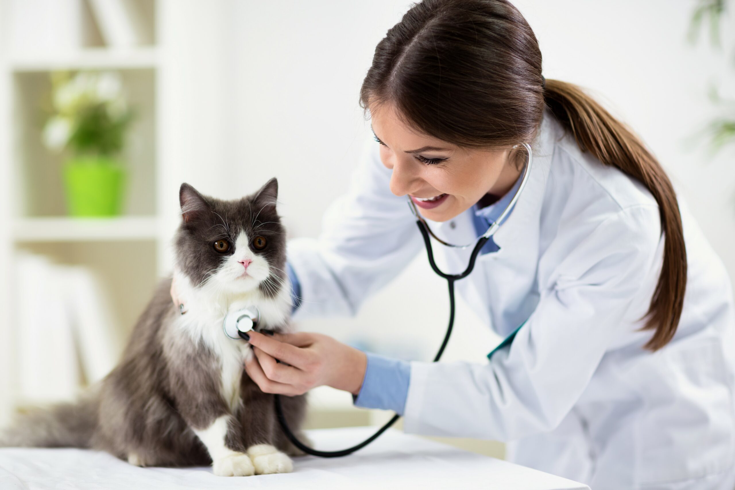 What does a cat-friendly veterinary experience look like? - Earth.com