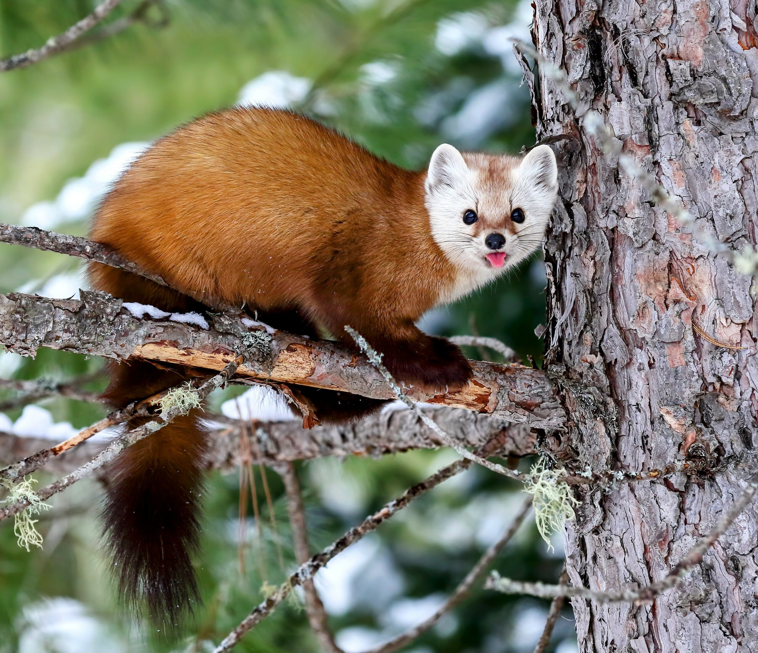 Carnivore gut microbes reflect the health of wild ecosystems - Earth.com