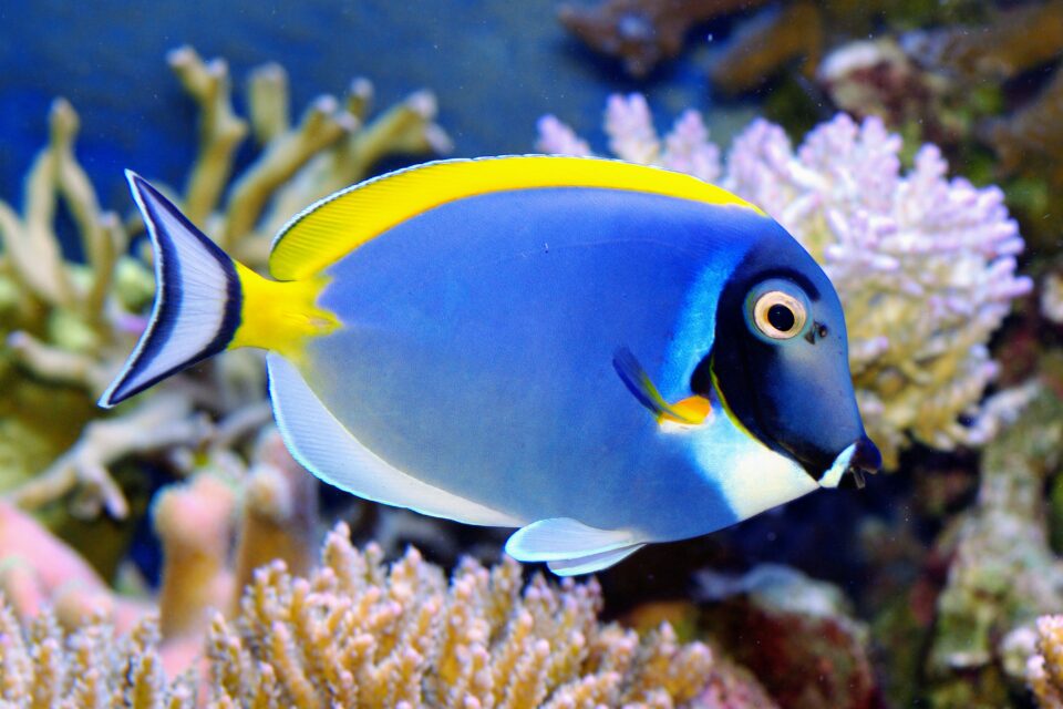 Why do fish look down when they swim? • Earth.com
