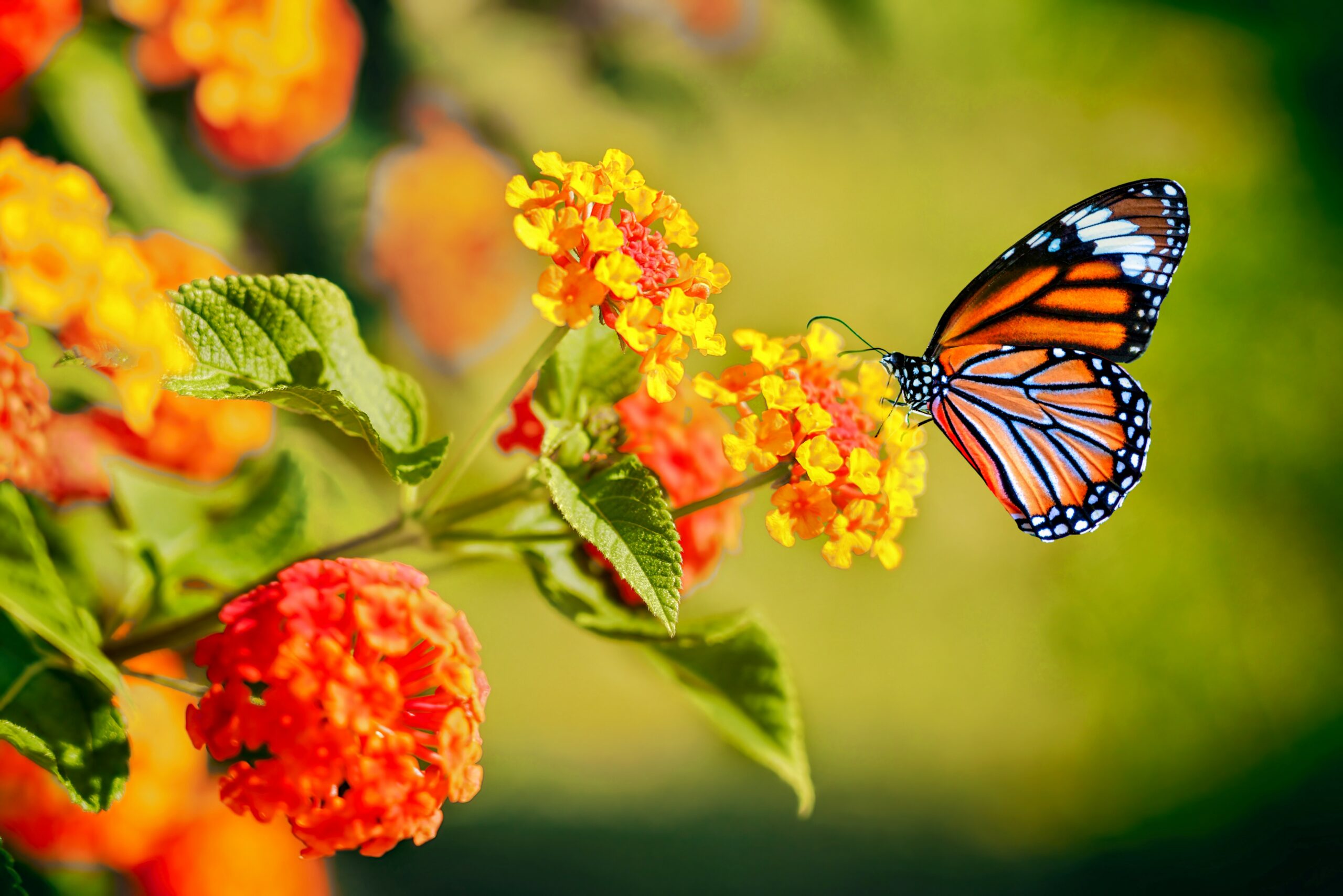 Insects need urgent help to survive climate change - Earth.com