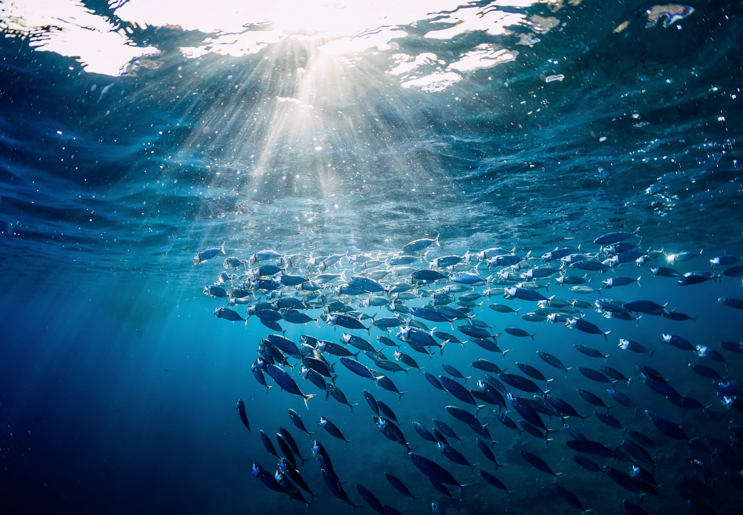 Tunas, billfishes, and sharks are sentinels of global ocean health ...
