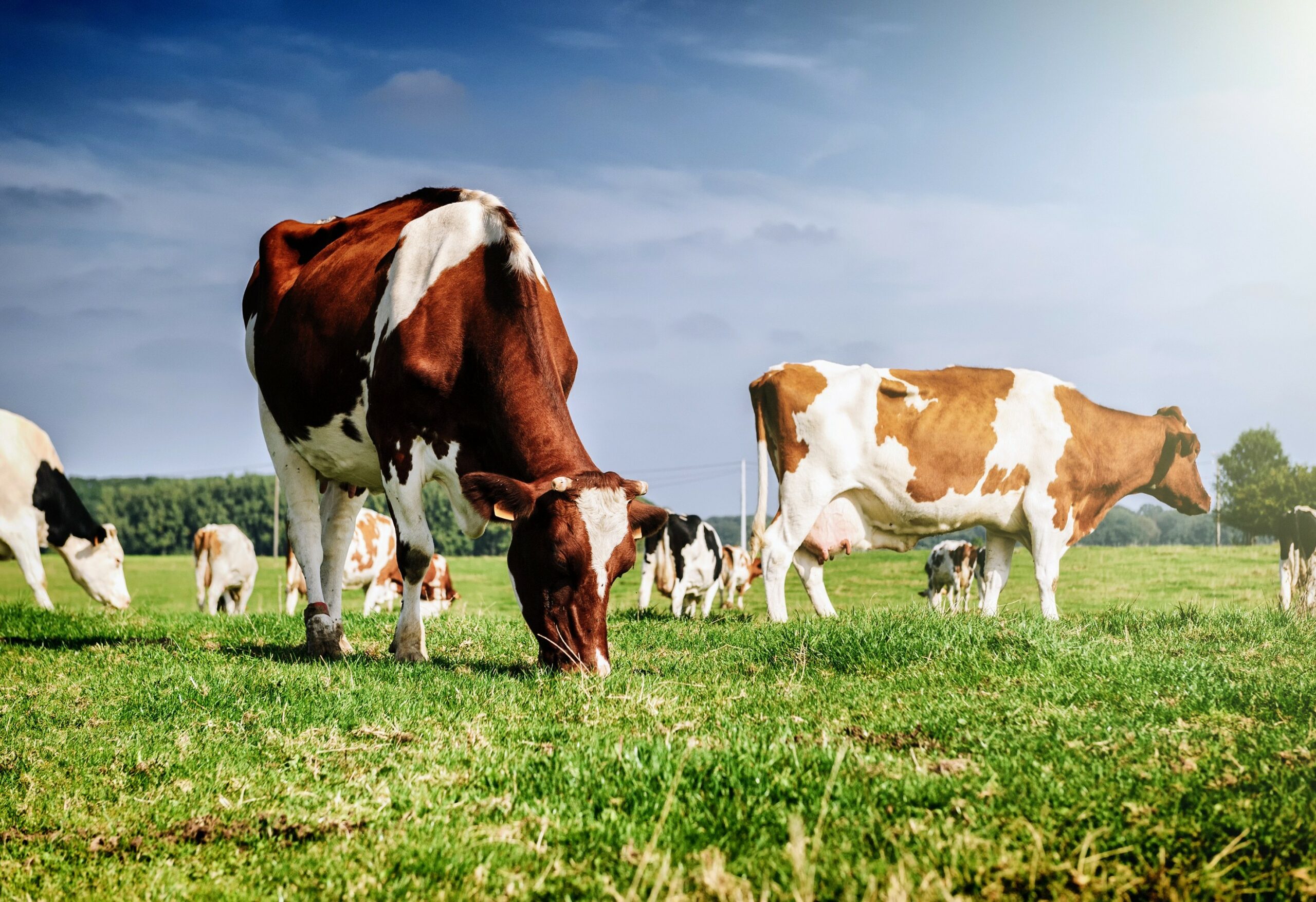 Cows are getting high from industrial hemp - Earth.com