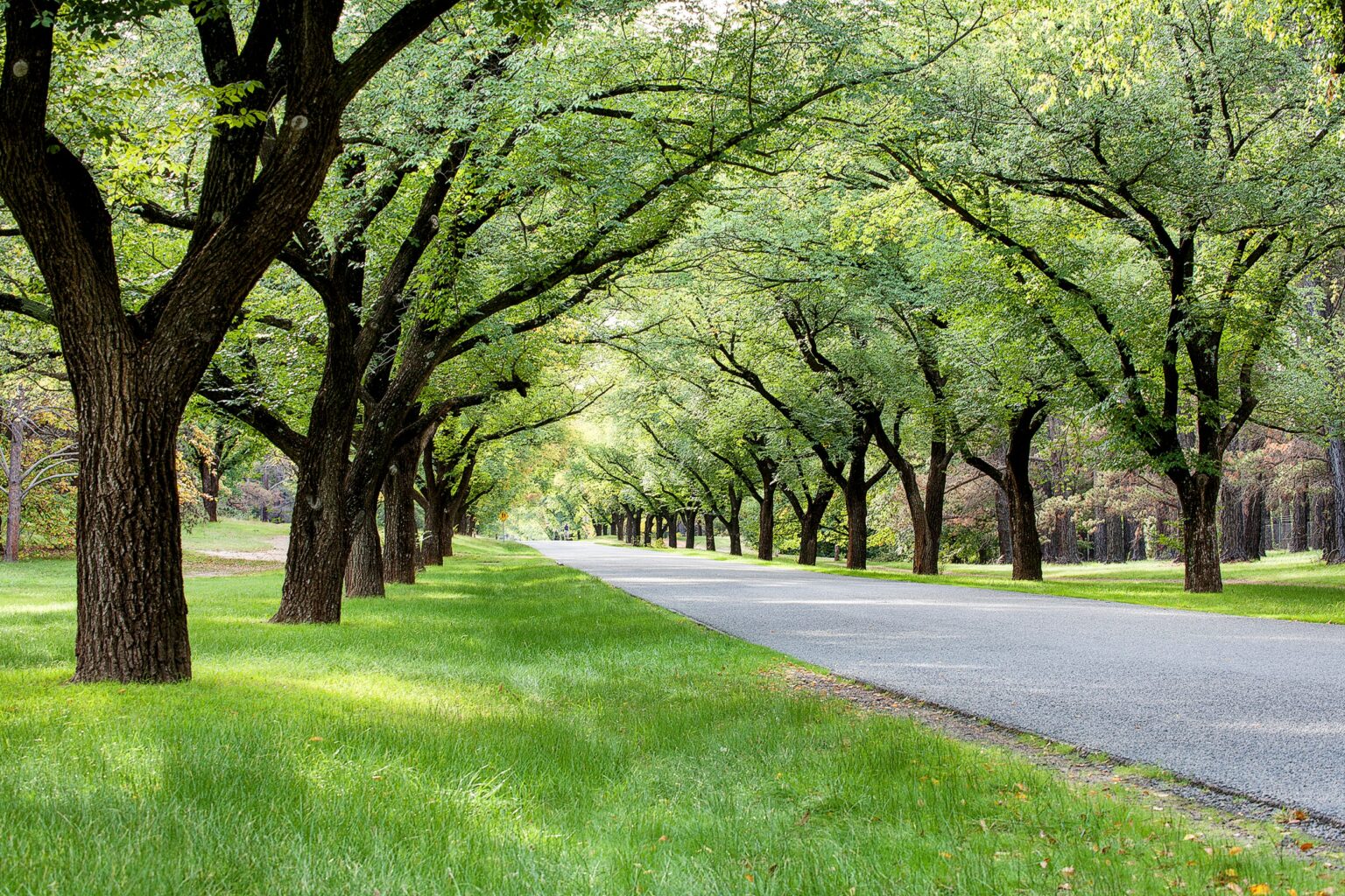 Urban trees are increasingly threatened by climate change • Earth.com