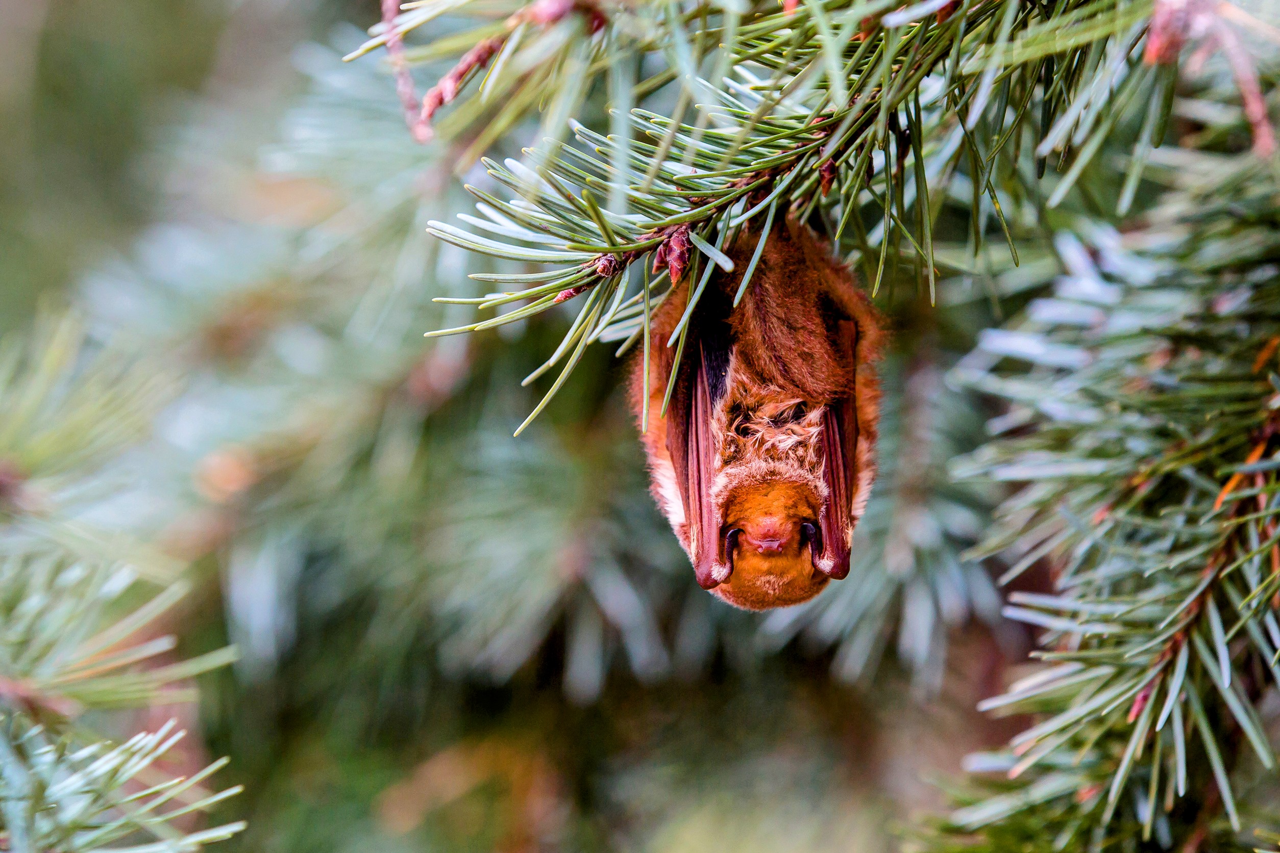 Eastern red bats do well in managed forests - Earth.com