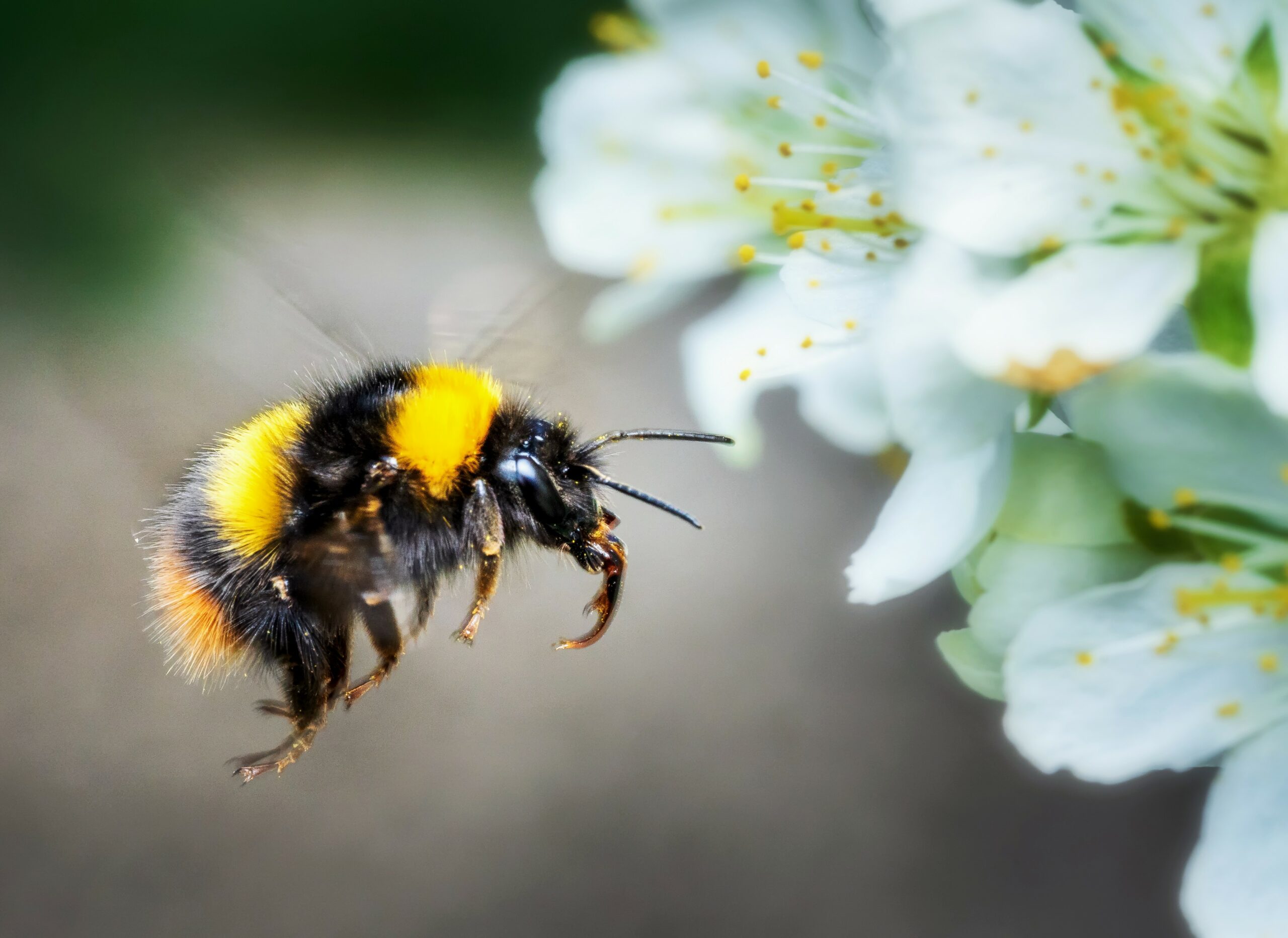 Social bees travel greater distances to find food - Earth.com