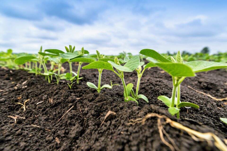 Plant roots change their shape to access water • Earth.com