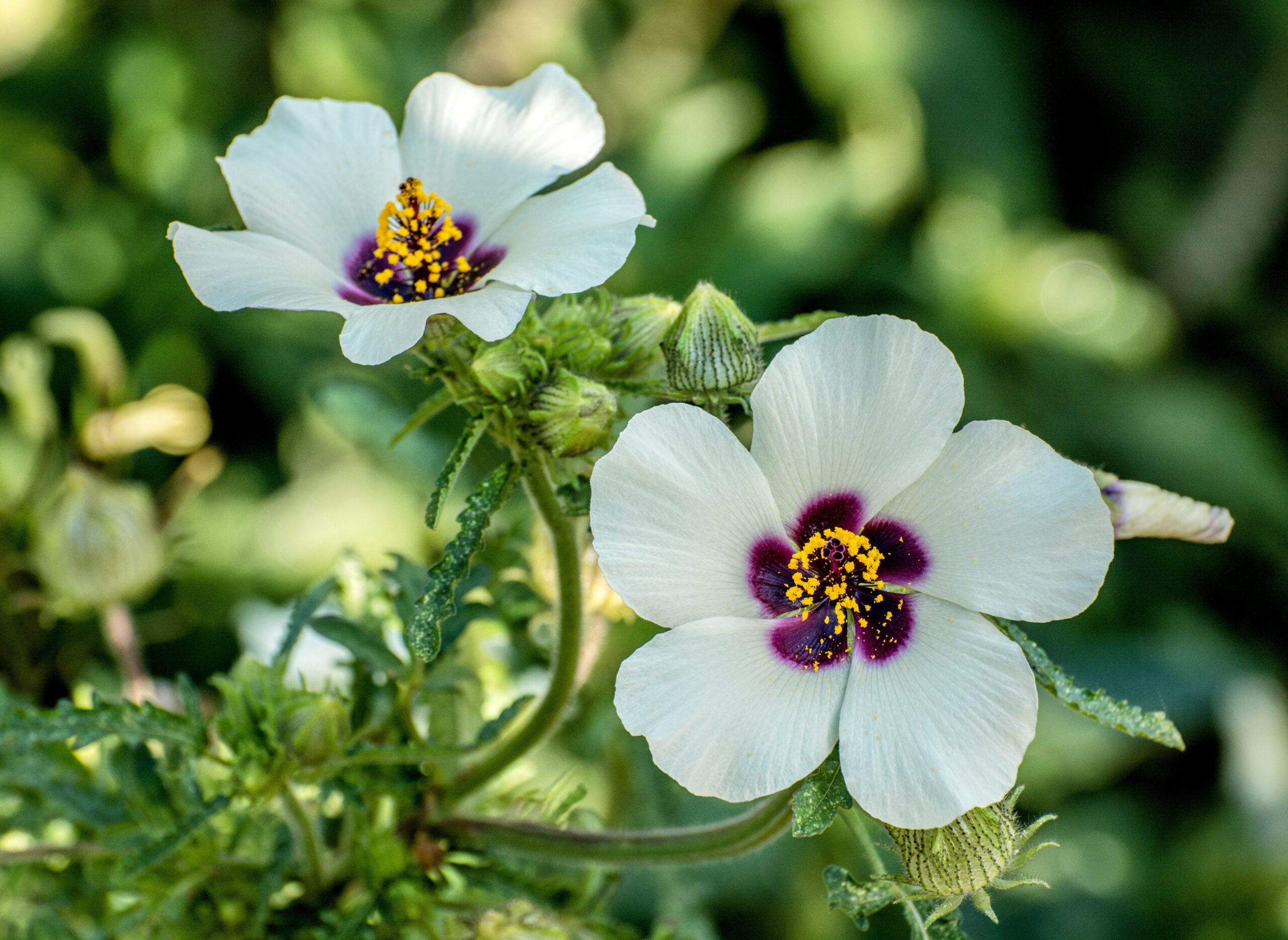 Plants engineer their petals to be visually attractive to bees - Earth.com