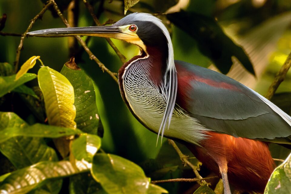 The most unique birds face the highest extinction risk • Earth.com