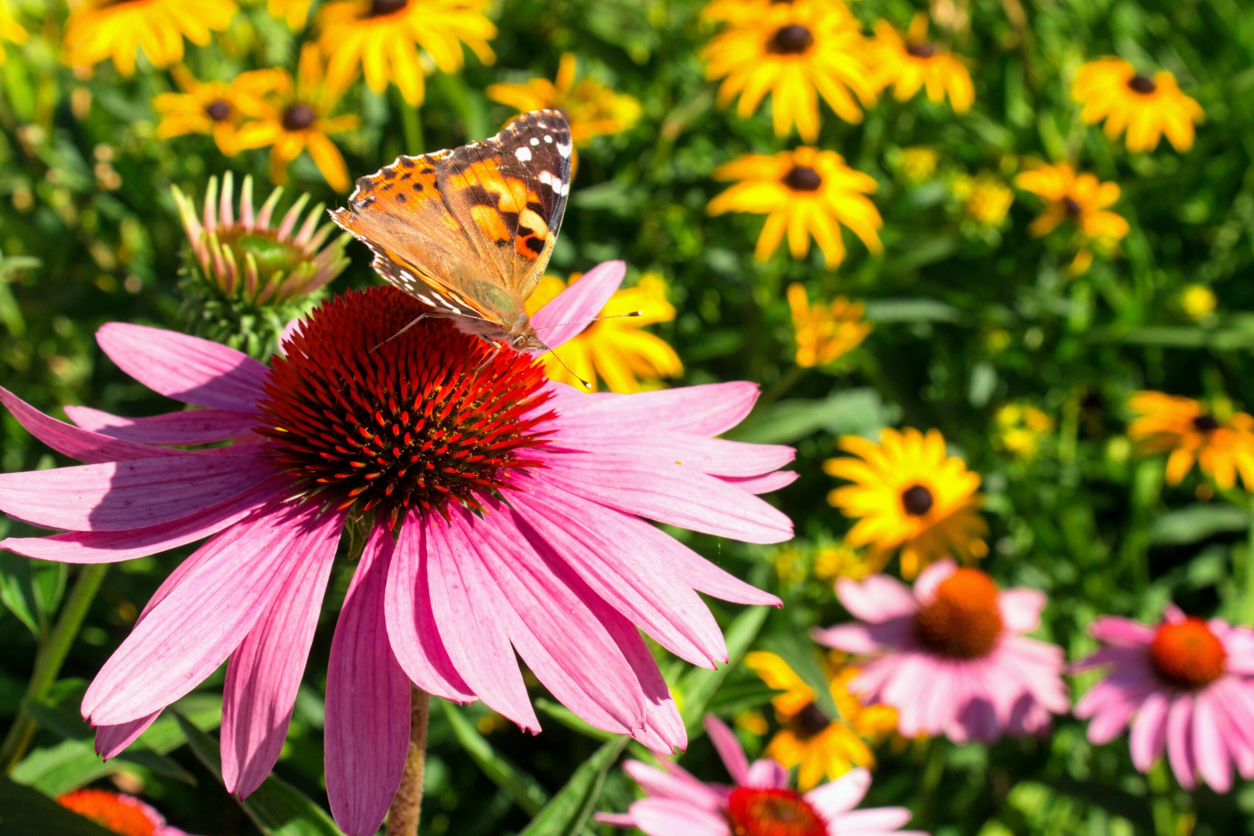 Small patches of land can help support pollinators - Earth.com