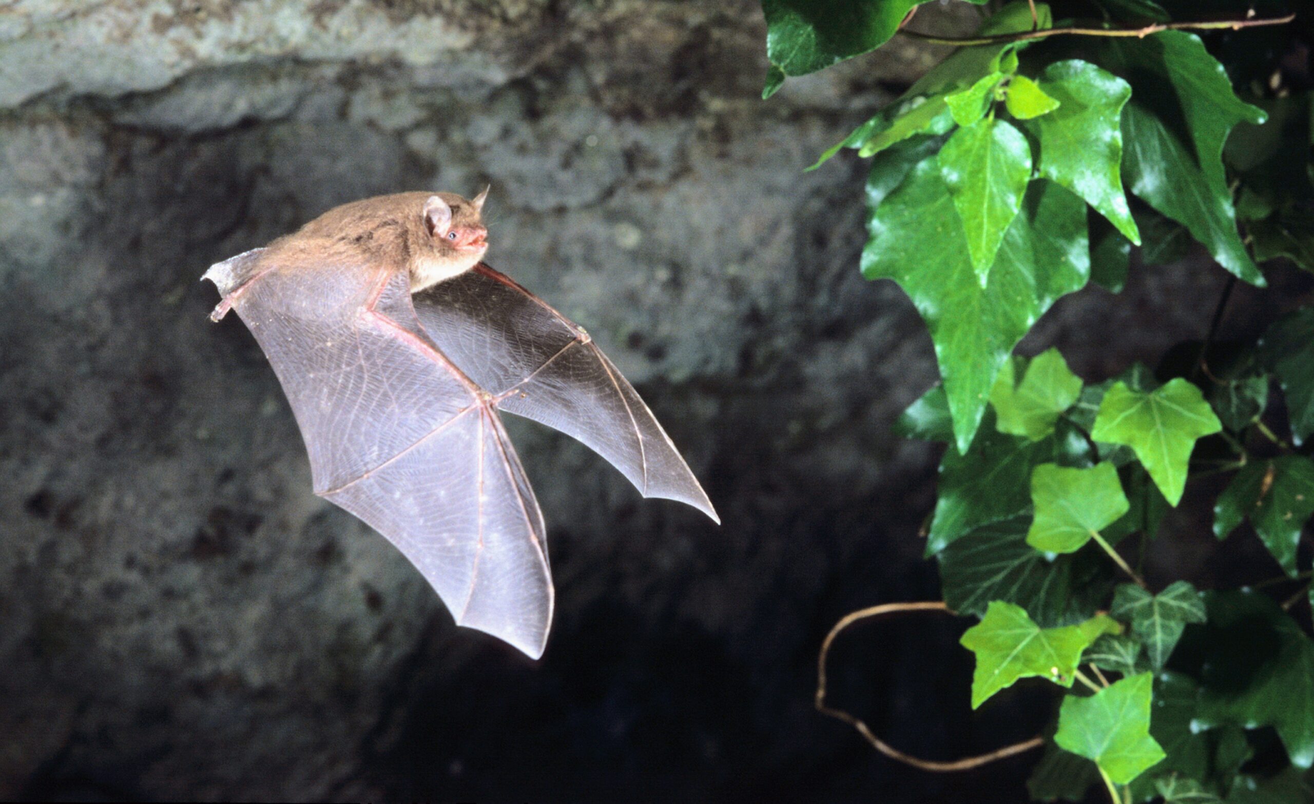 Bats use death metal growls to extend their vocal range - Earth.com