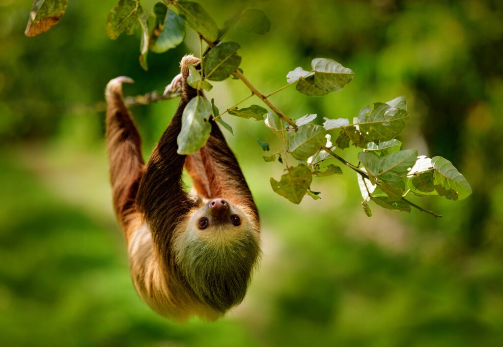 Animals in rainforests follow the same daily routines • Earth.com