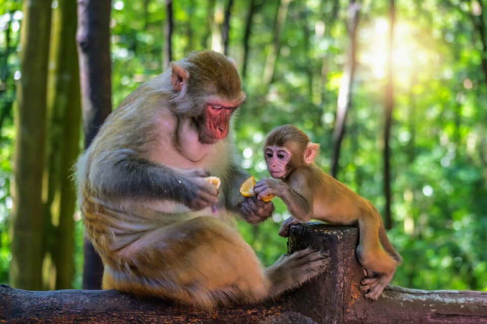 Aging monkeys focus more on meaningful relationships • Earth.com