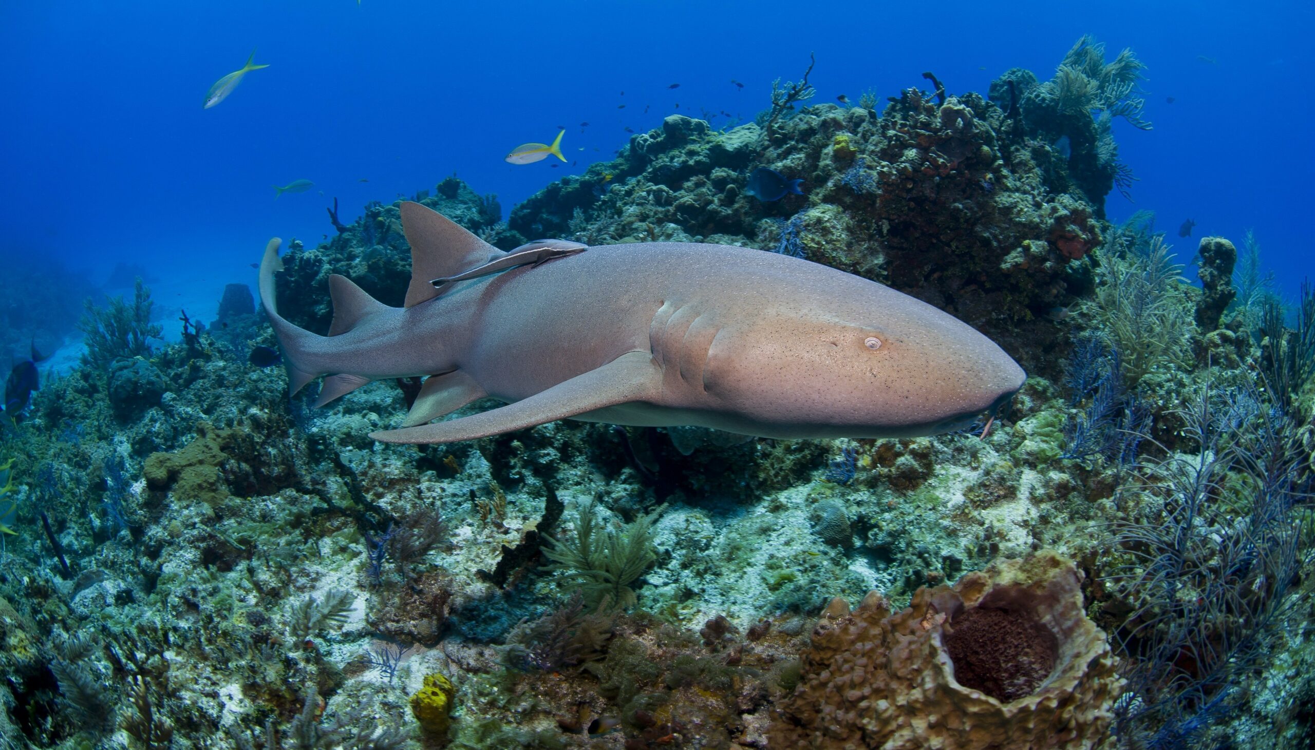 Nurse sharks have surprisingly flexible foraging behavior - Earth.com