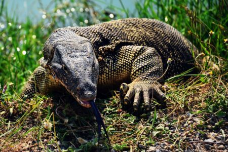 Fossil pushes lizard origins back 35 million years • Earth.com