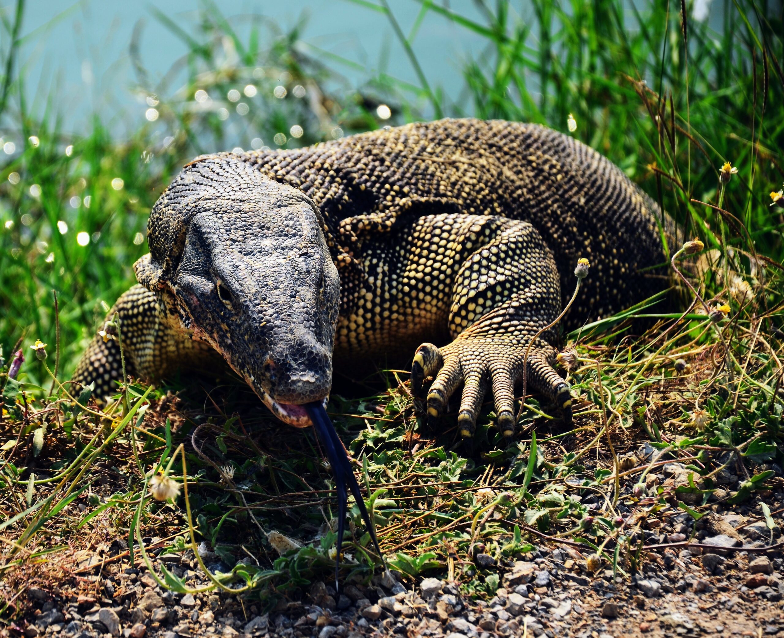 Fossil pushes lizard origins back 35 million years - Earth.com