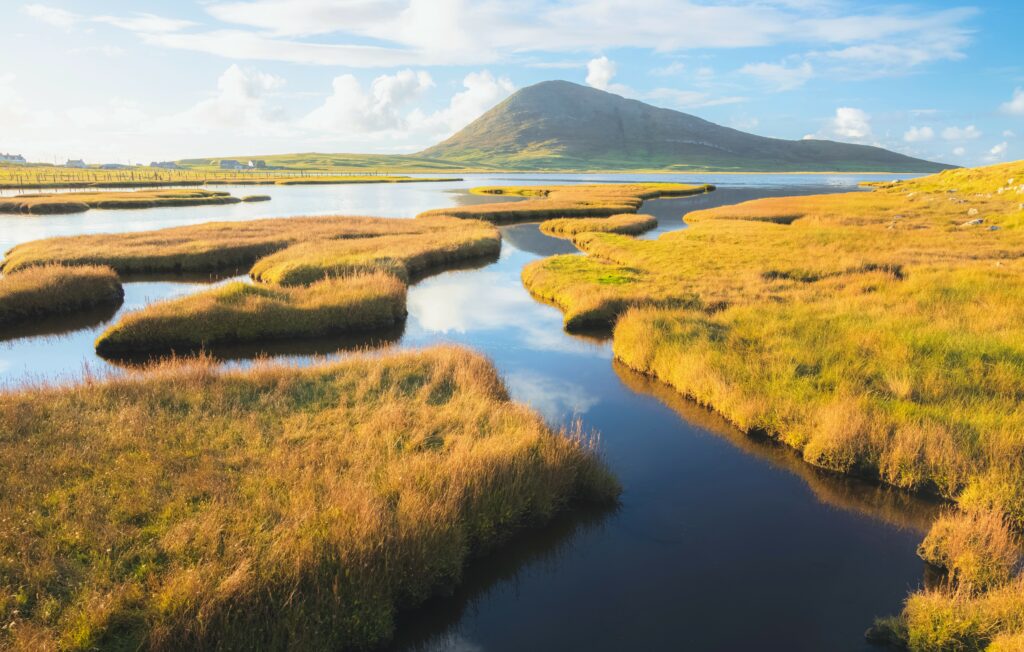 Low marshes emit more CO2 as temperatures rise • Earth.com