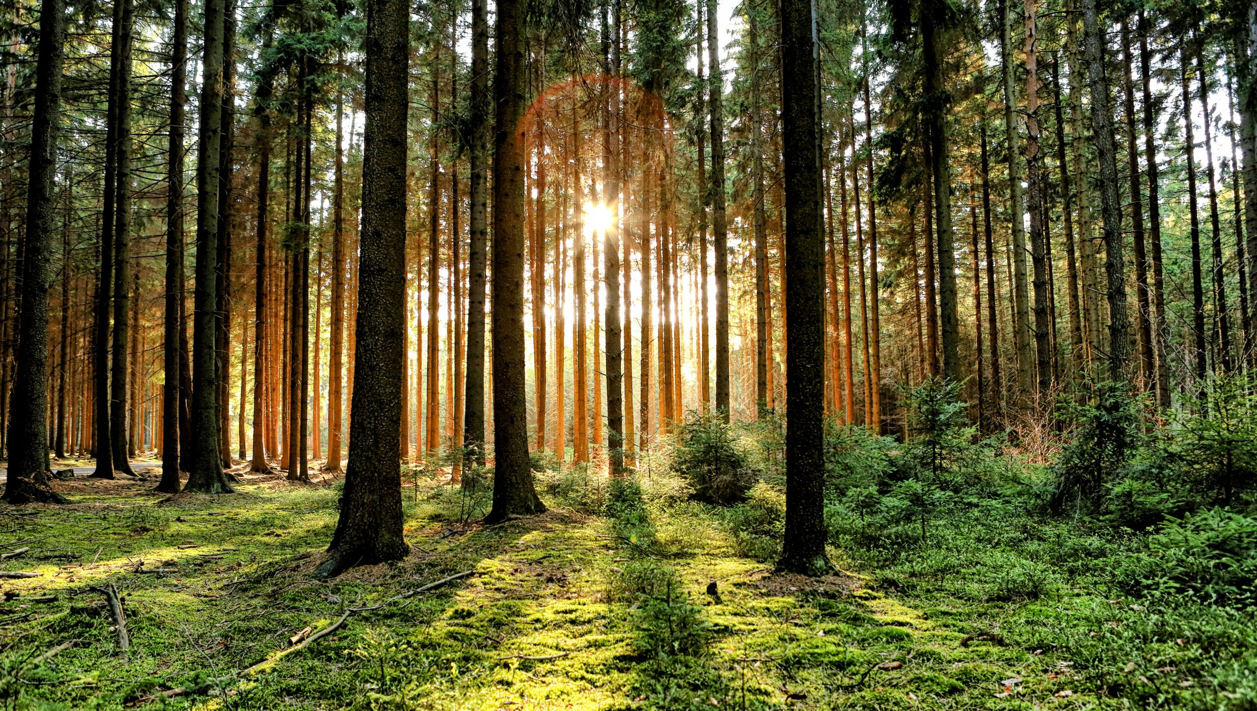 Forest resilience does not always reduce mortality risk - Earth.com