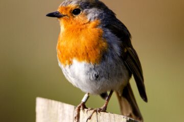 Traffic noise makes rural robins more aggressive • Earth.com