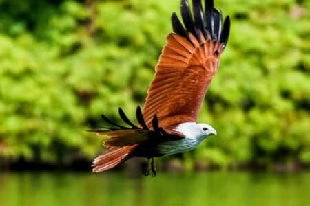 Modern bird skulls retain some dinosaur traits • Earth.com