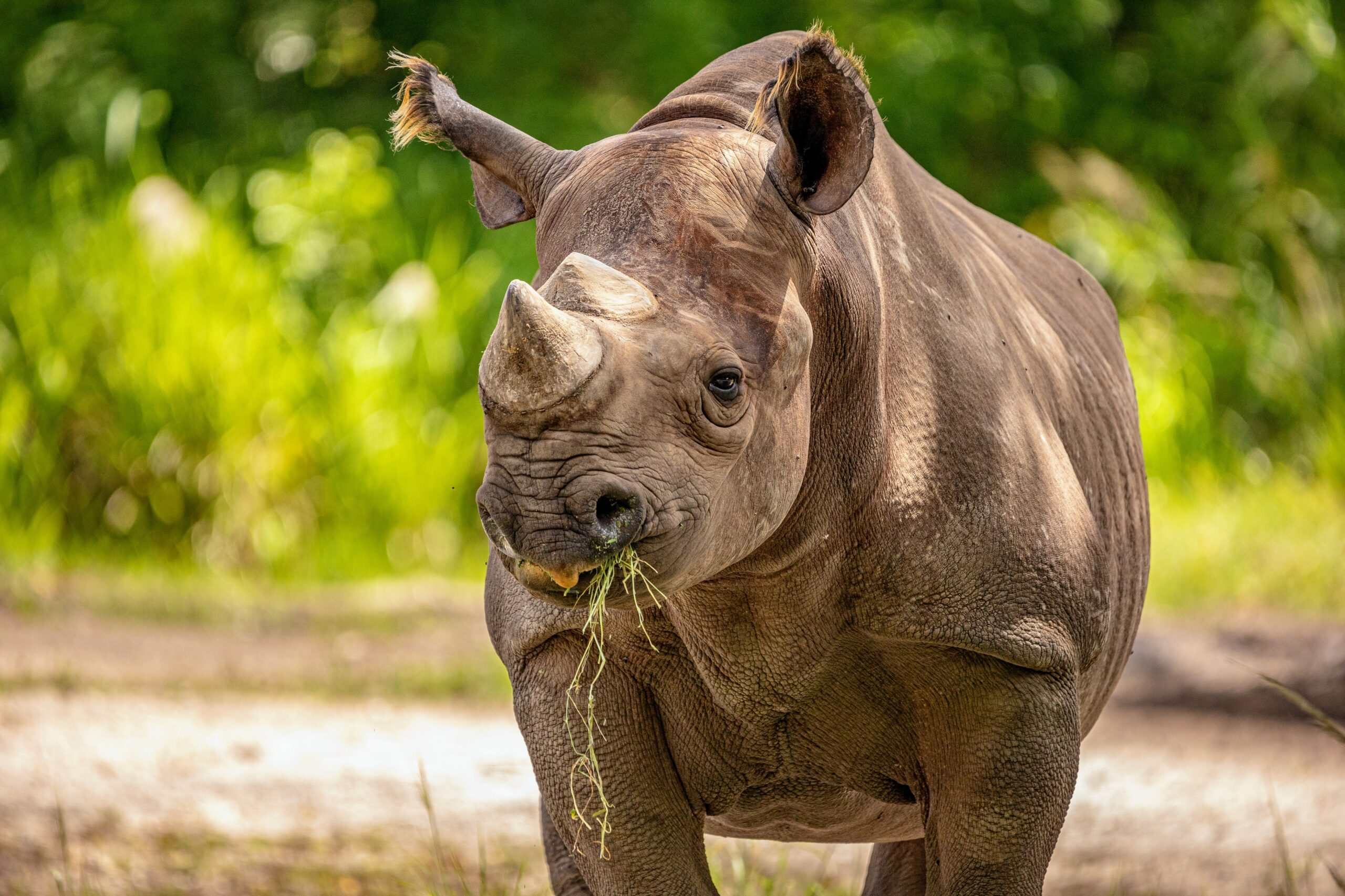 Artificial eggs may save critically endangered animals - Earth.com