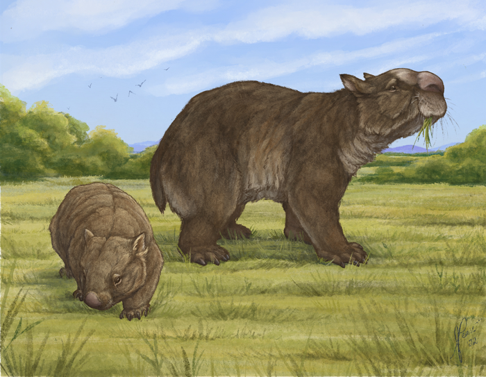 Fossil of sheep-sized giant wombat found in Queensland cave - Earth.com