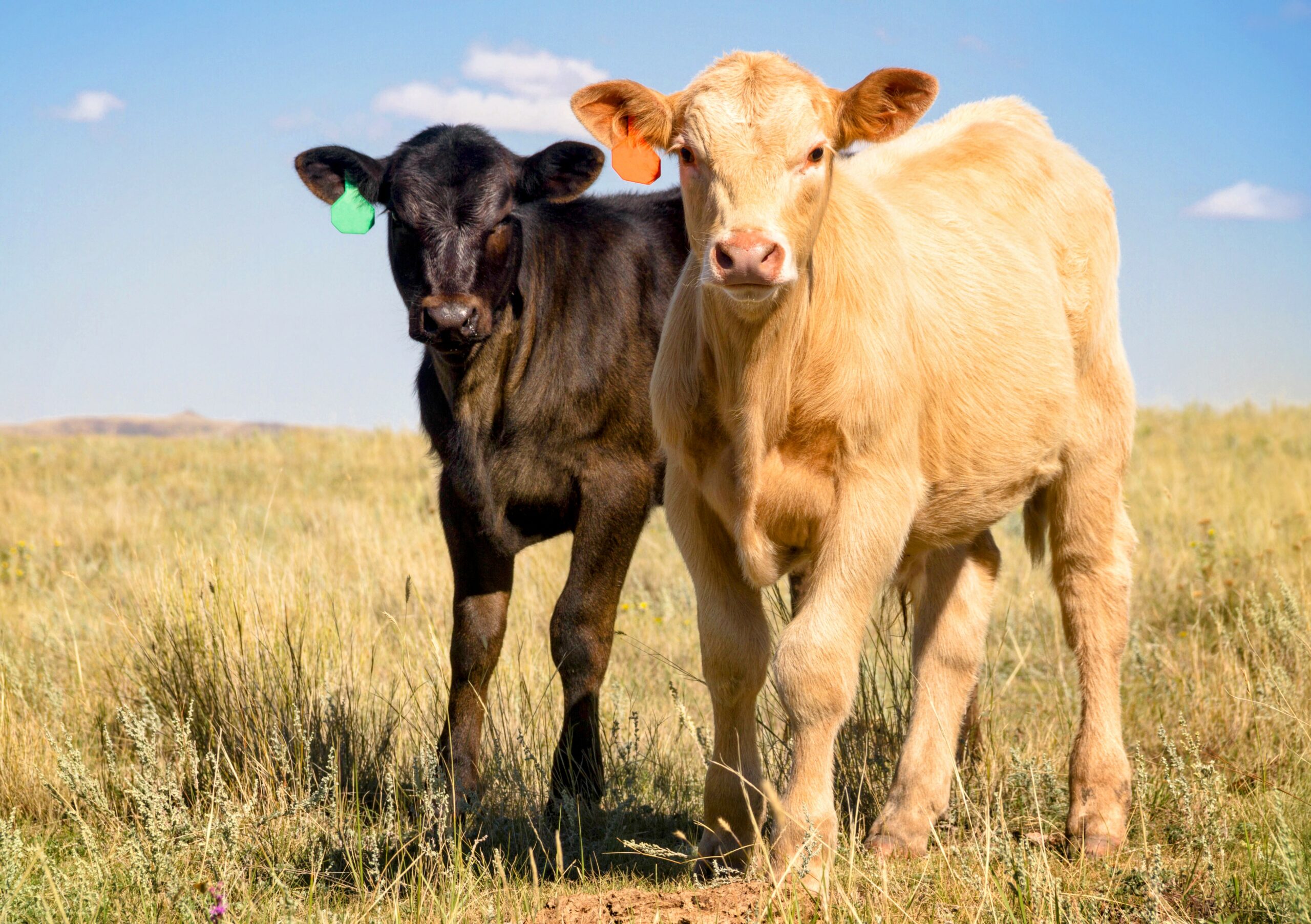 Many people are unaware that food choices impact the environment ...