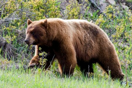 Why are some black bears actually brown? • Earth.com