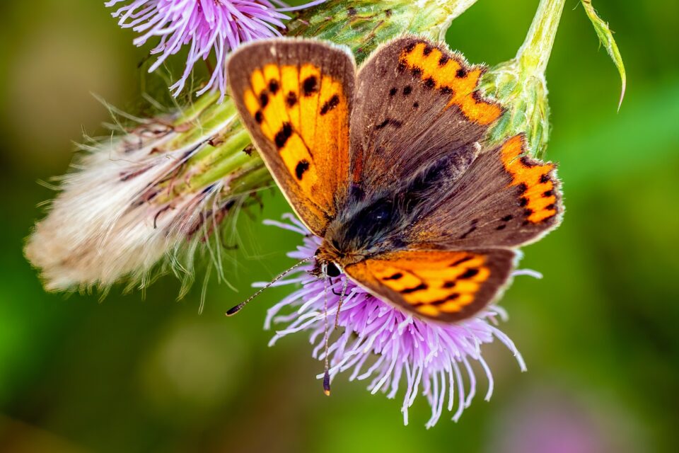 Experts in insect taxonomy “threatened by extinction” • Earth.com