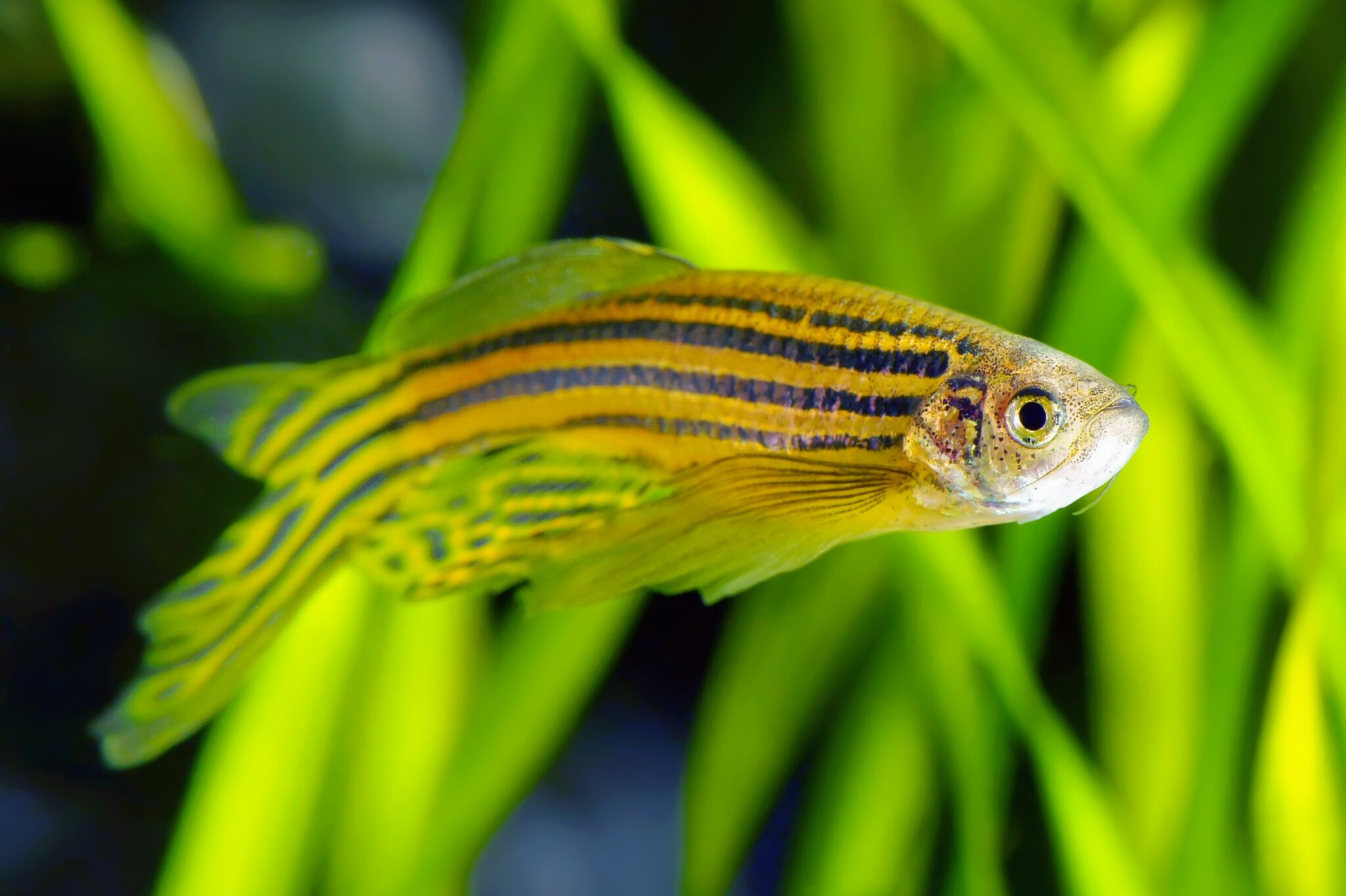 How can lost fish get back on track? • Earth.com