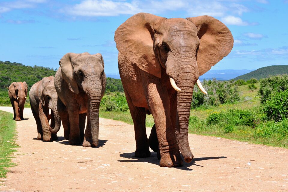 What is the value of elephants? • Earth.com