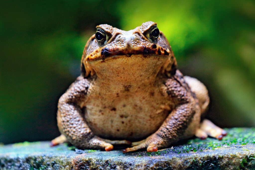 Cane toads swallow their tongue when they eat • Earth.com