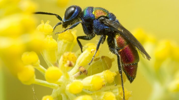 Earth Animals • Earth.com