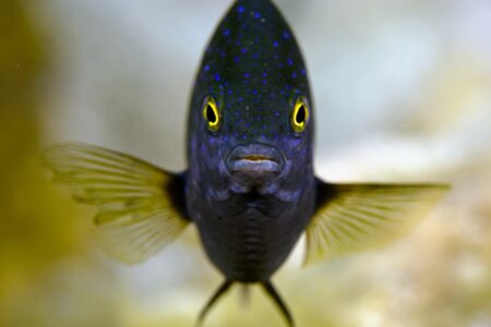 Rats on tropical islands change reef fish behavior • Earth.com