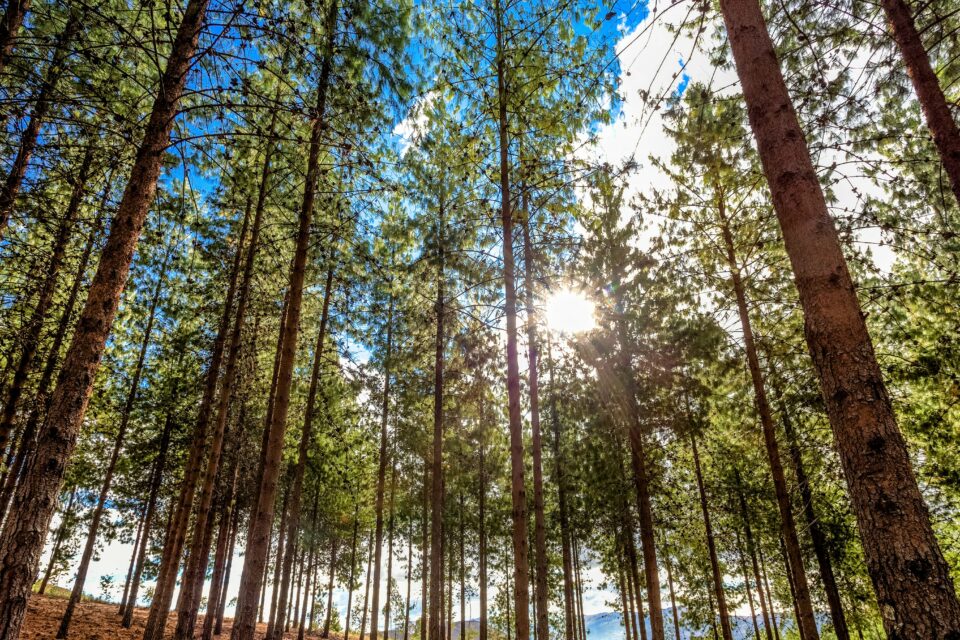 Recovering forests act as carbon sources • Earth.com