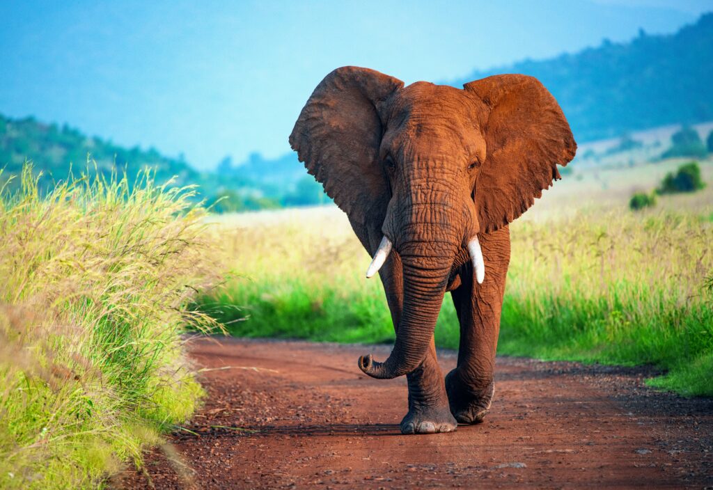 New DNA-collection method is harmless to wildlife - Earth.com