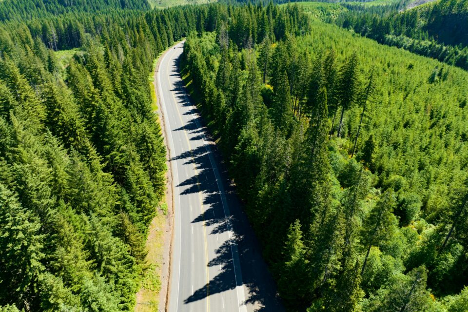 Douglas-fir trees will suffer from drier air • Earth.com