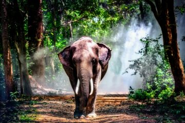 Elephants are forest gardeners that help reduce global warming • Earth.com