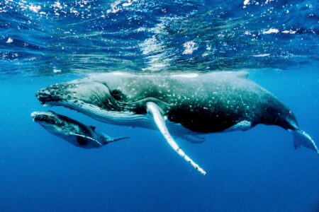 Humpback whale reproduction is linked to krill abundance • Earth.com