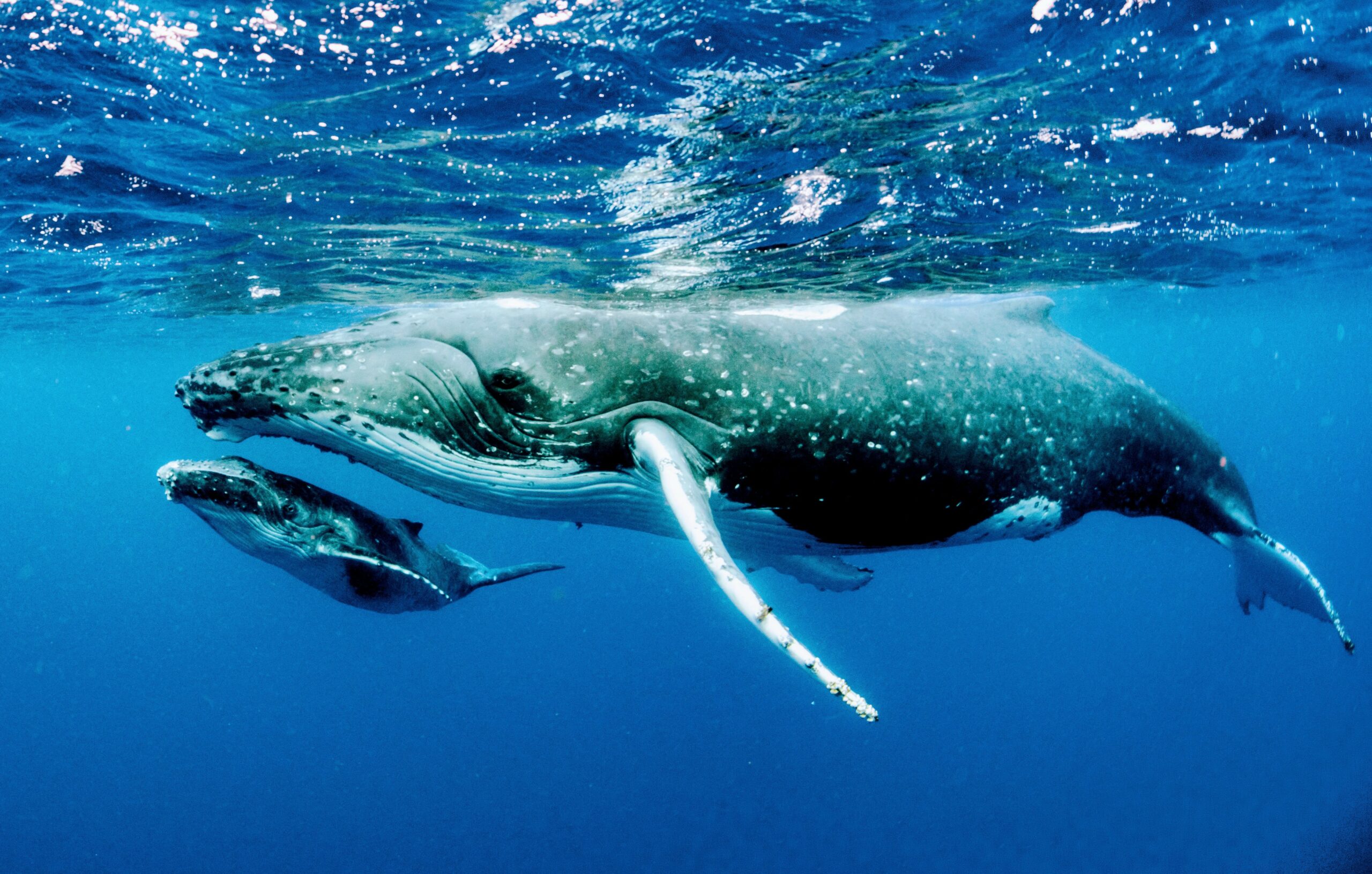 Humpback Whale Reproduction Is Linked To Krill Abundance Earth