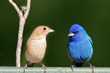 Polygamous birds carry fewer harmful genetic mutations • Earth.com