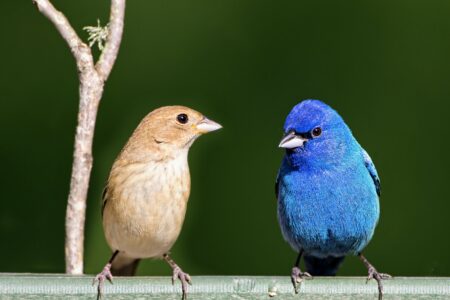 Polygamous birds carry fewer harmful genetic mutations • Earth.com