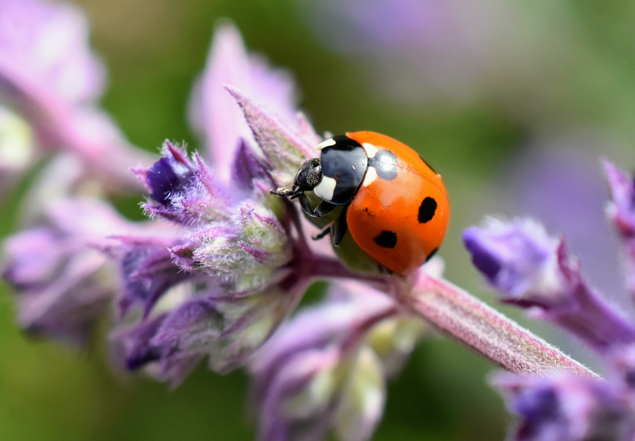 Kirby wallpapers - TrendRadars