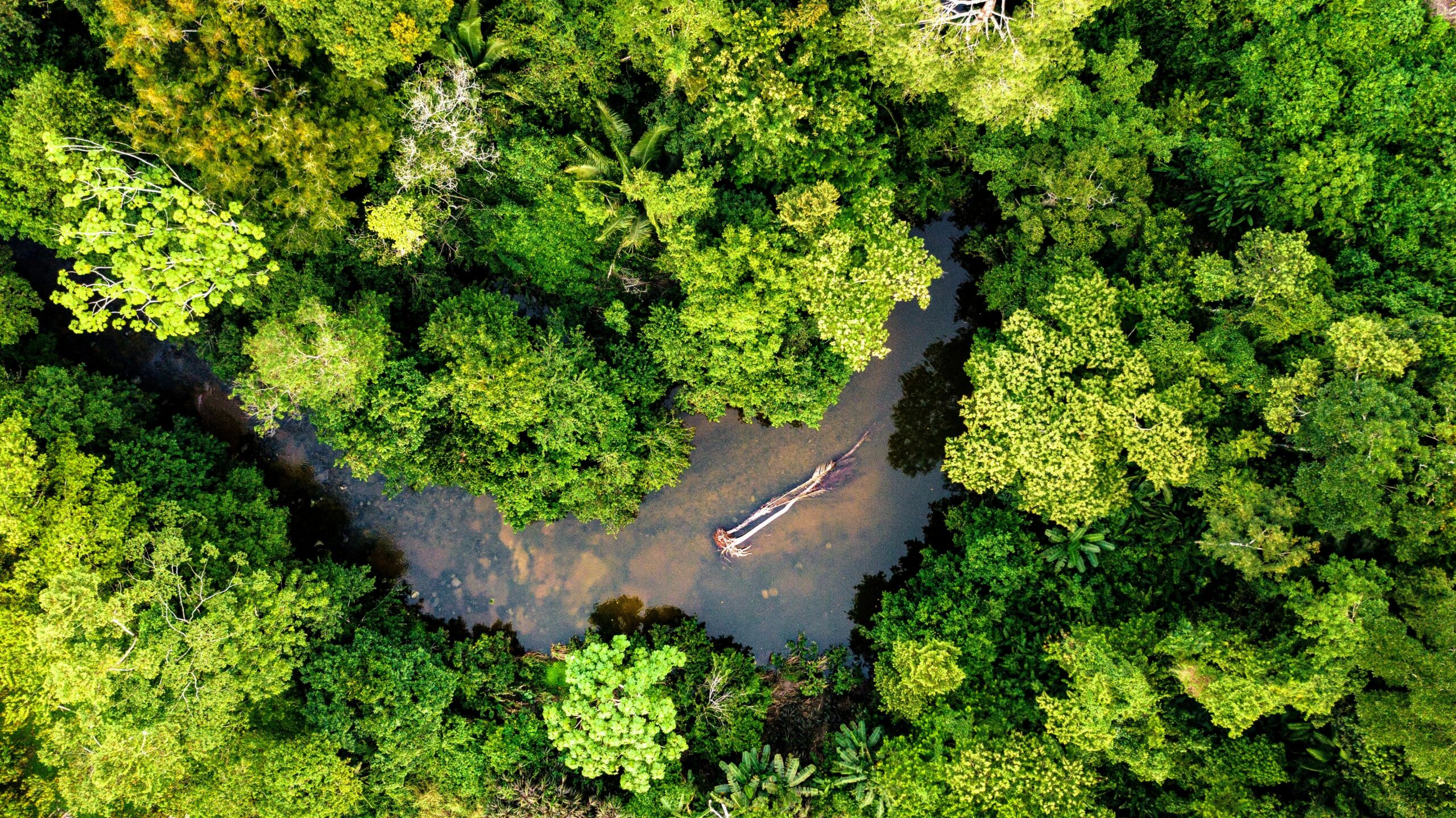 Humans Are Destroying What s Left Of The Amazon Earth