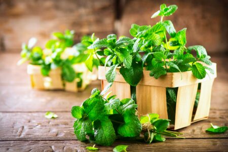 Plants in the mint family may help produce new medicines • Earth.com