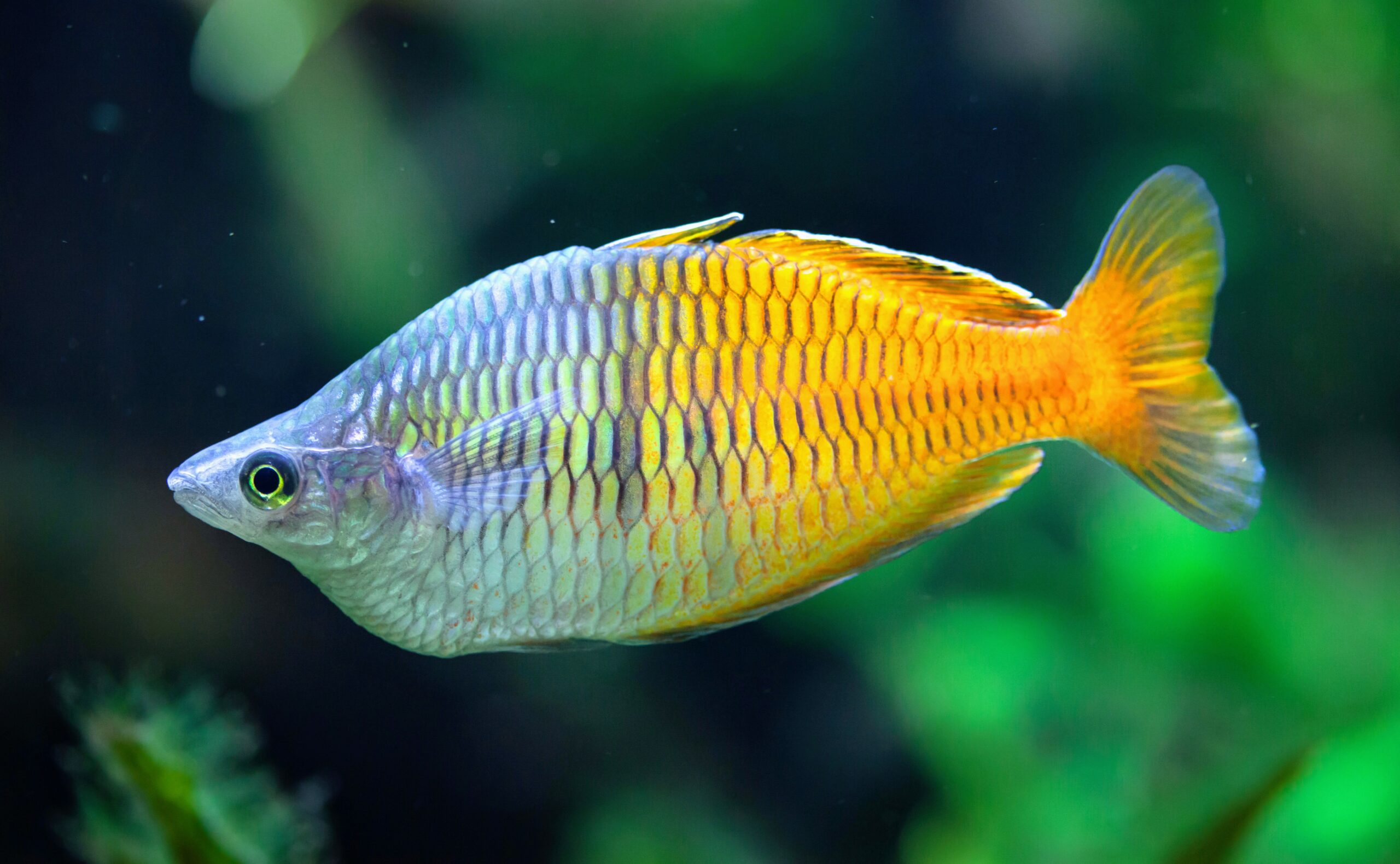 Hybridization Reduces Vulnerability To Climate Change Earth Hybridization Reduces Vulnerability To Climate Change Earth