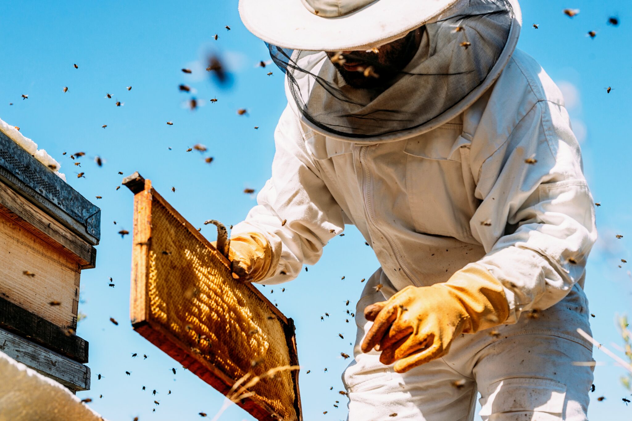 What is causing honey bee colony collapse in the U.S.? • Earth.com