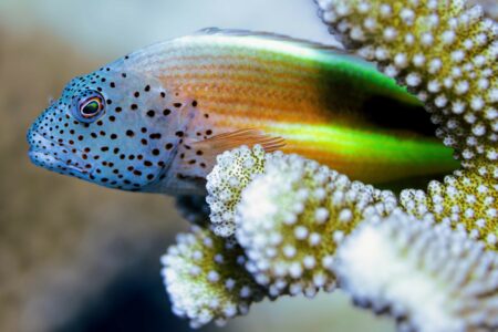 319-million-year-old fish holds clues about brain evolution • Earth.com